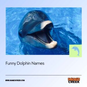 240 Cool Dolphin Names: Find The Perfect Name For Your Dolphin