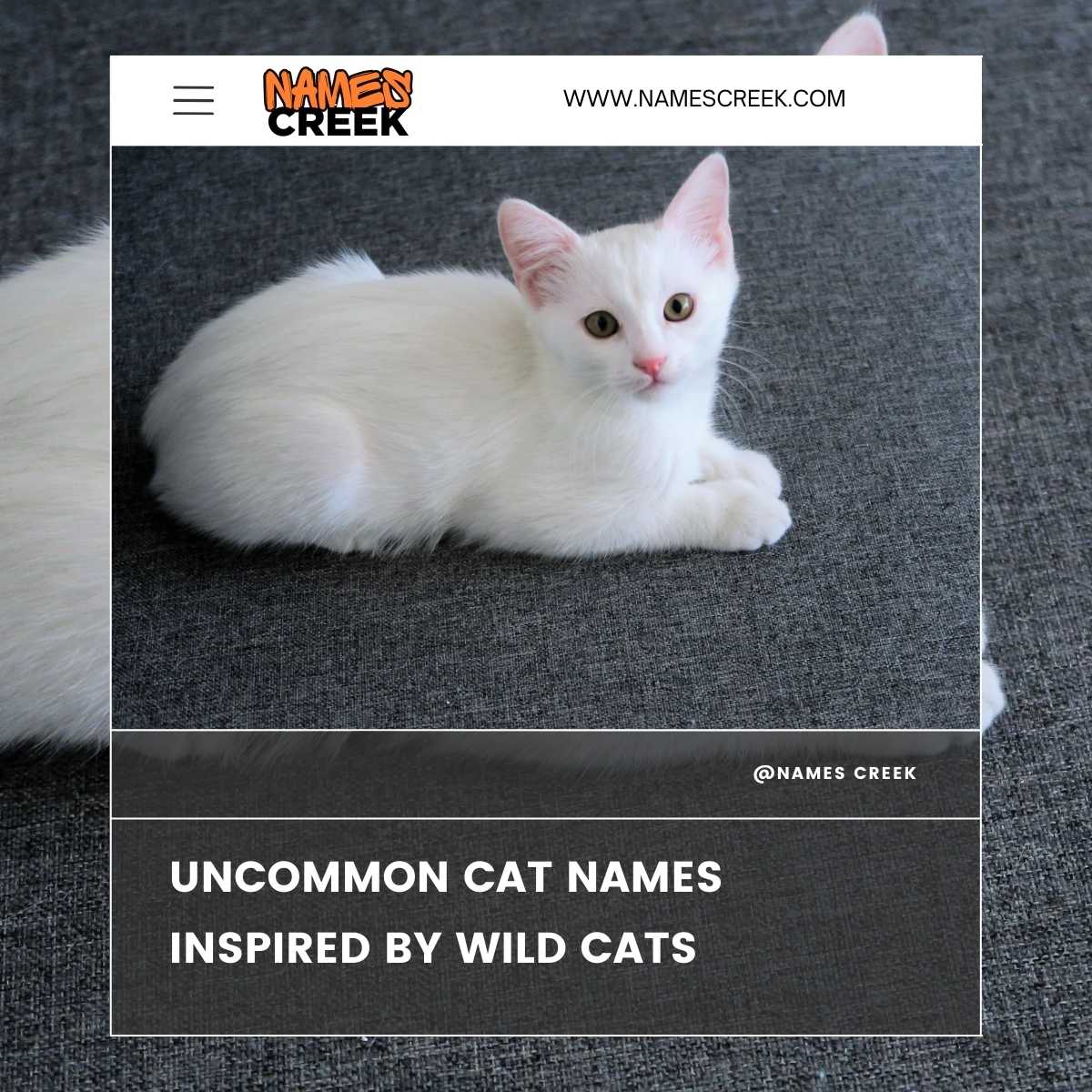 500+ Cat Names: Unique Ideas To Name Your Kitty