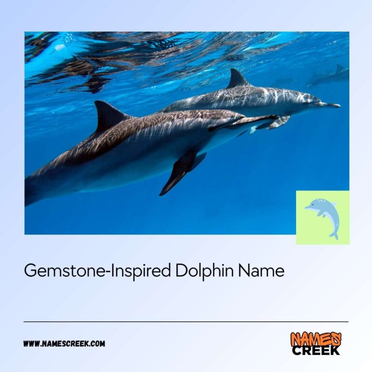 240 Cool Dolphin Names: Find The Perfect Name For Your Dolphin