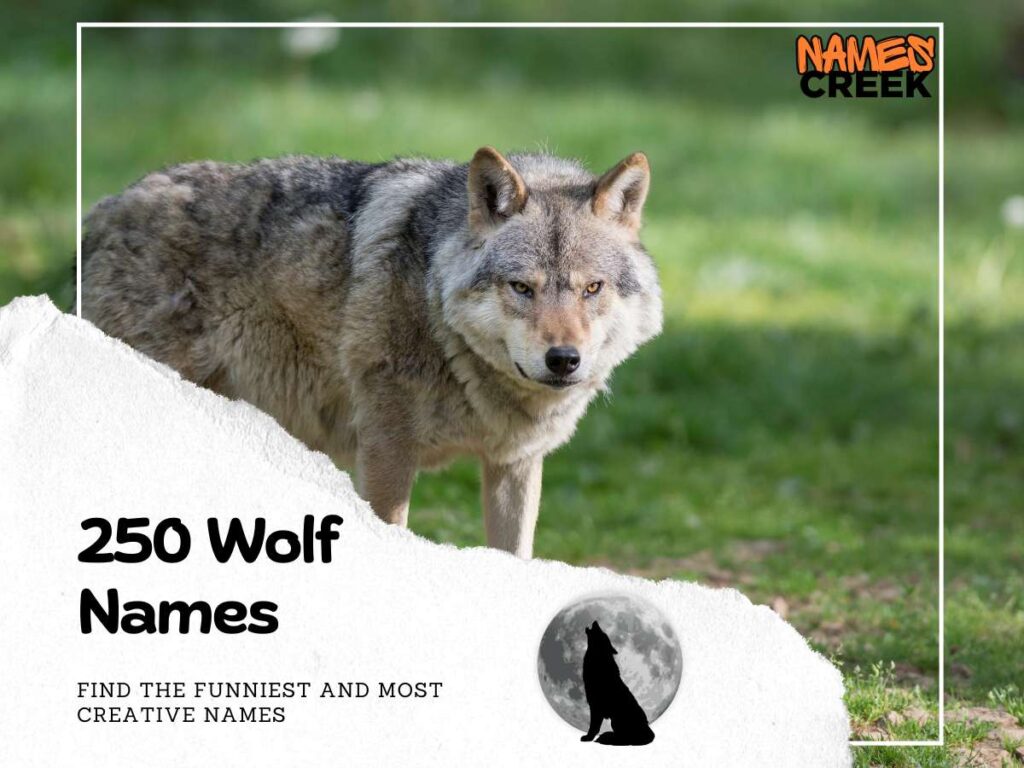 250 Wolf Names: Strong, Unique, And Unforgettable + AI Generator