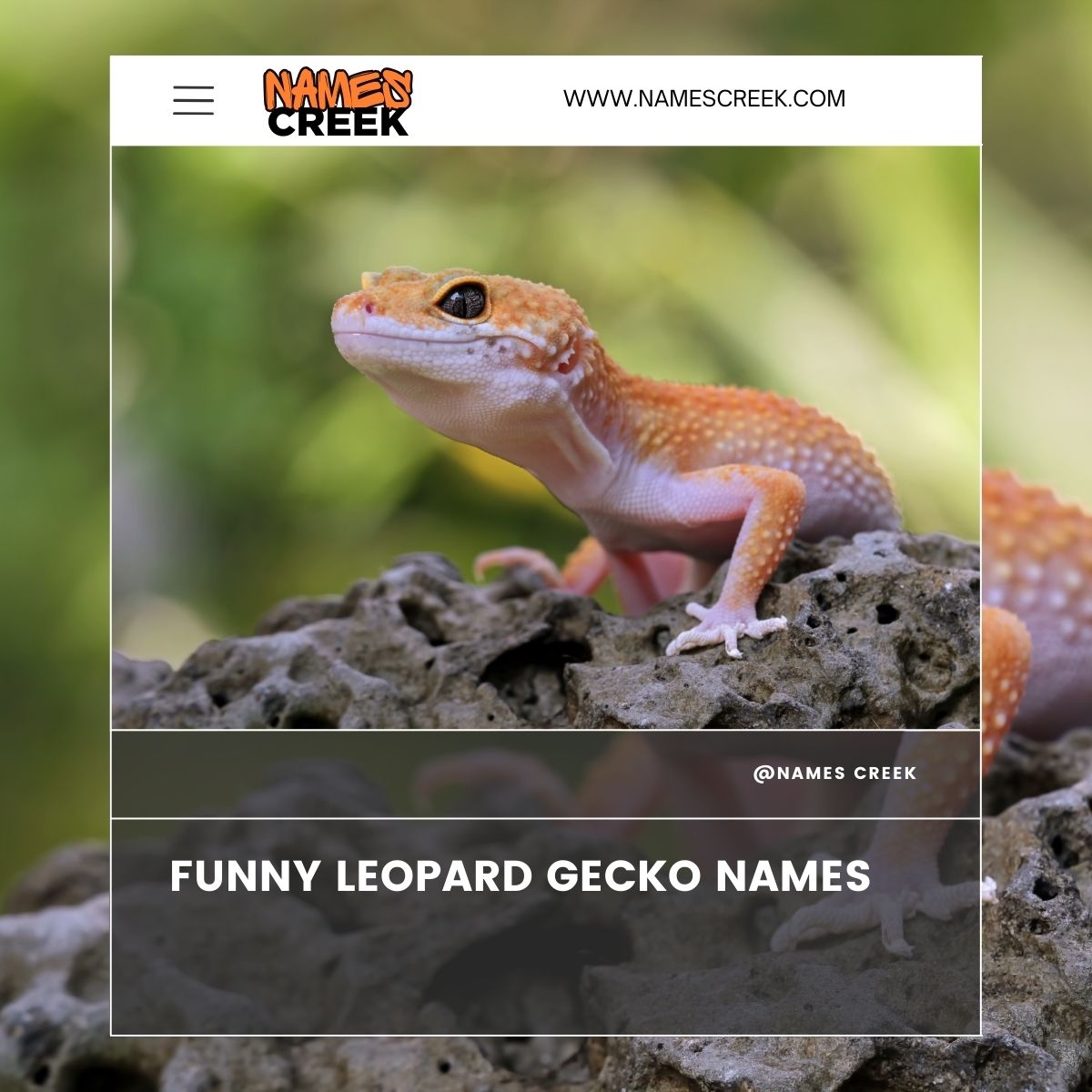 540 Cool And Awesome Leopard Gecko Names
