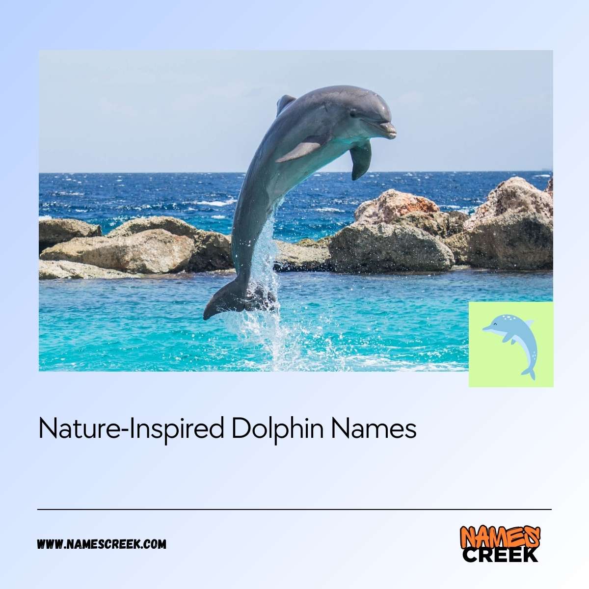 240 Cool Dolphin Names: Find The Perfect Name For Your Dolphin
