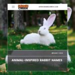 450+ Rabbit Names: Finding The Perfect Name For Your Bunny