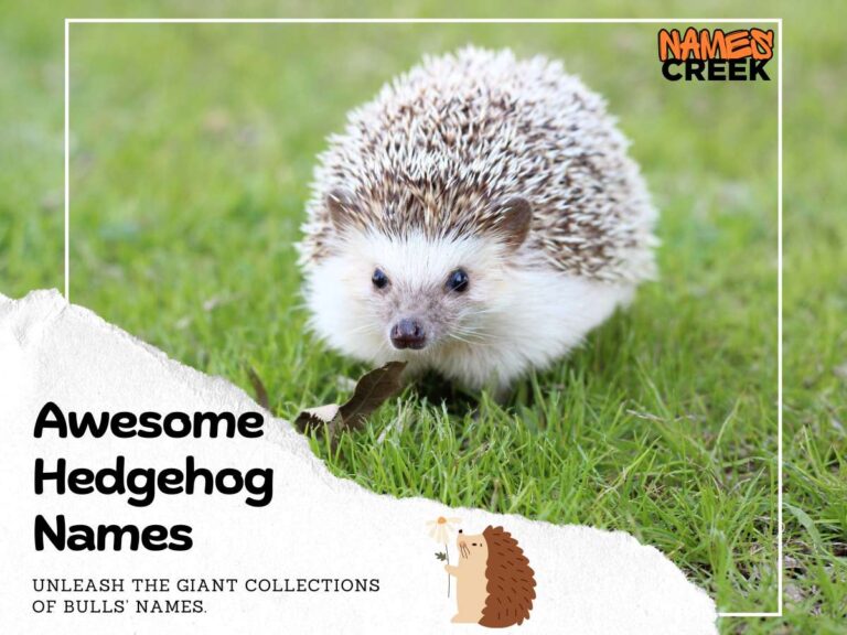 410+ Awesome Hedgehog Names