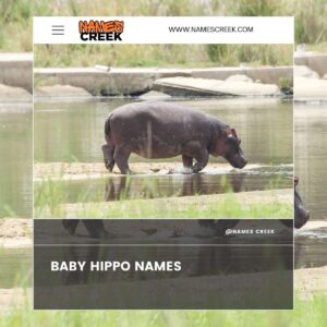Top 400 Creative And Unique Hippo Names + Generator