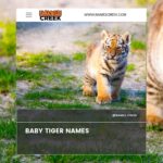 500 Best Tiger Names For Your Fierce And Fabulous Feline With Ai Generator