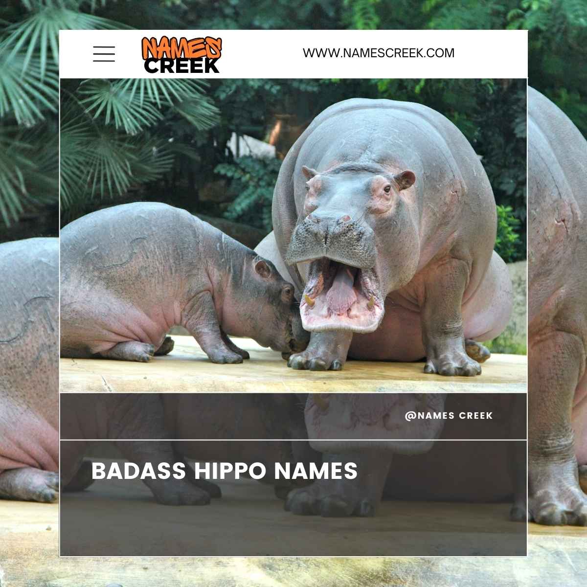 Top 400 Creative And Unique Hippo Names + Generator