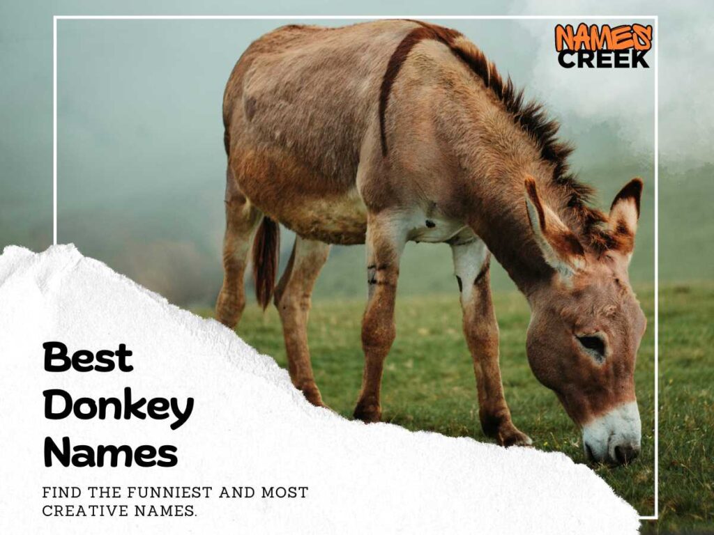 460 Best Donkey Names For Your Furry Friend + Ai Generator