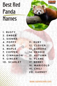 440 Adorable And Creative Red Panda Names For Your Cute Companion + Ai ...