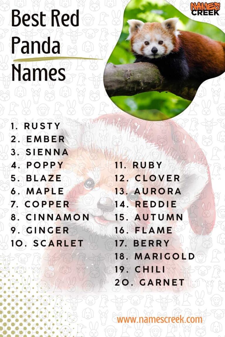 440 Adorable And Creative Red Panda Names For Your Cute Companion + Ai ...