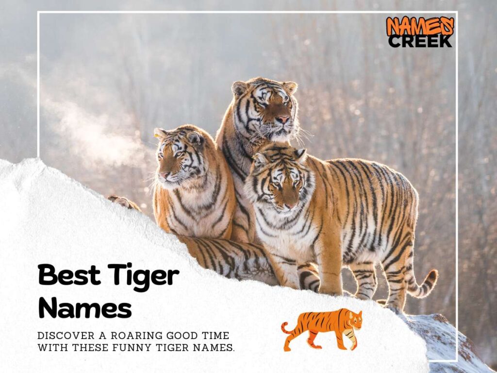 500 Best Tiger Names For Your Fierce And Fabulous Feline With Ai Generator