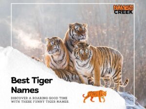 500 Best Tiger Names For Your Fierce And Fabulous Feline With Ai Generator