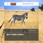 365 Unique Zebra Names For Your Striped Friends With AI Generator