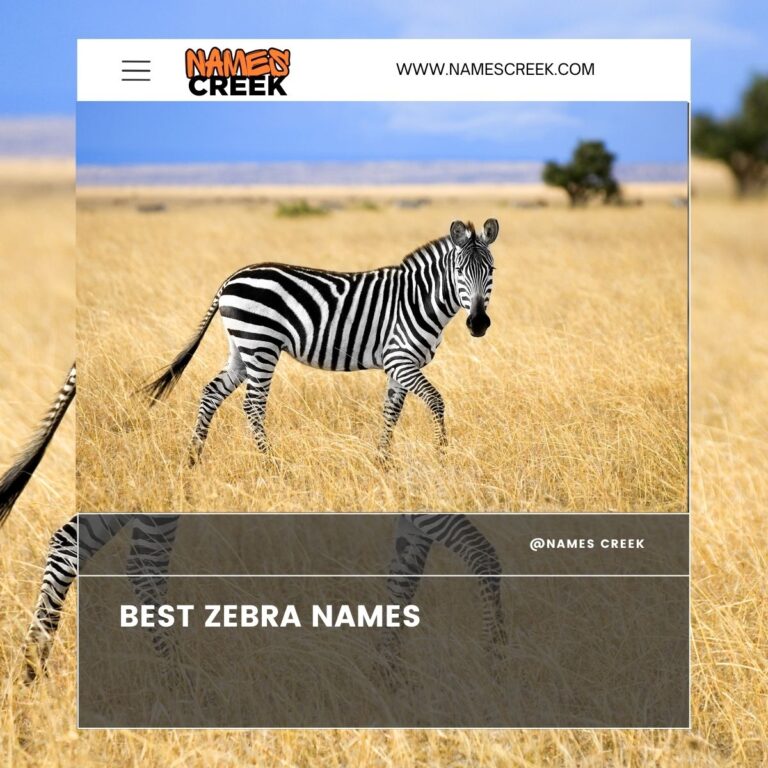 365 Unique Zebra Names For Your Striped Friends With AI Generator