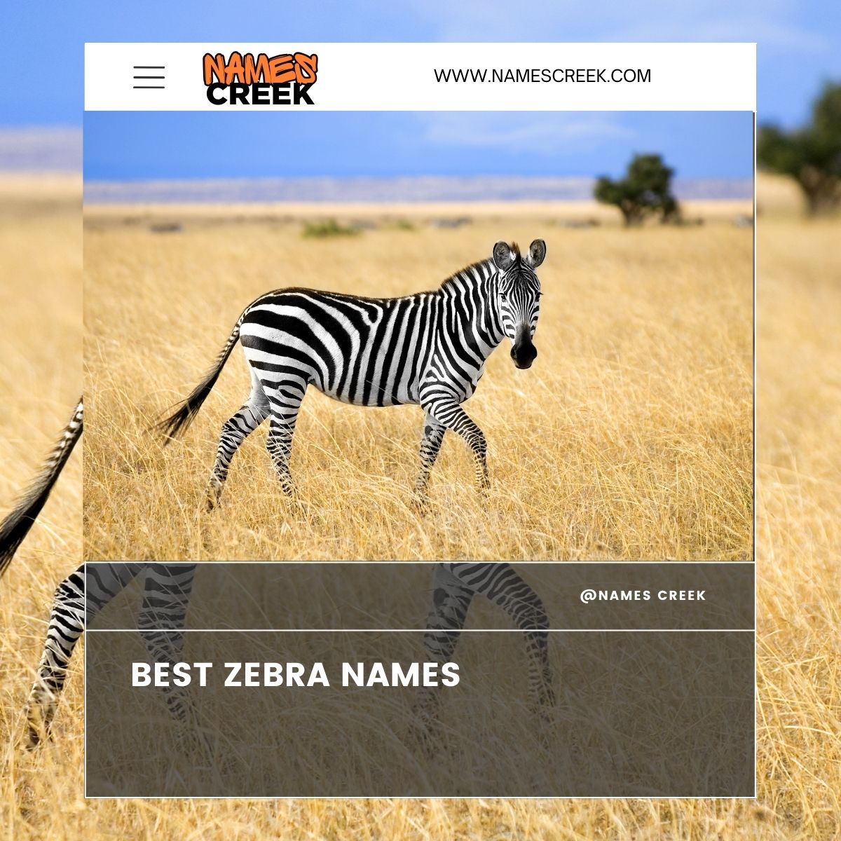 365 Unique Zebra Names For Your Striped Friends With AI Generator