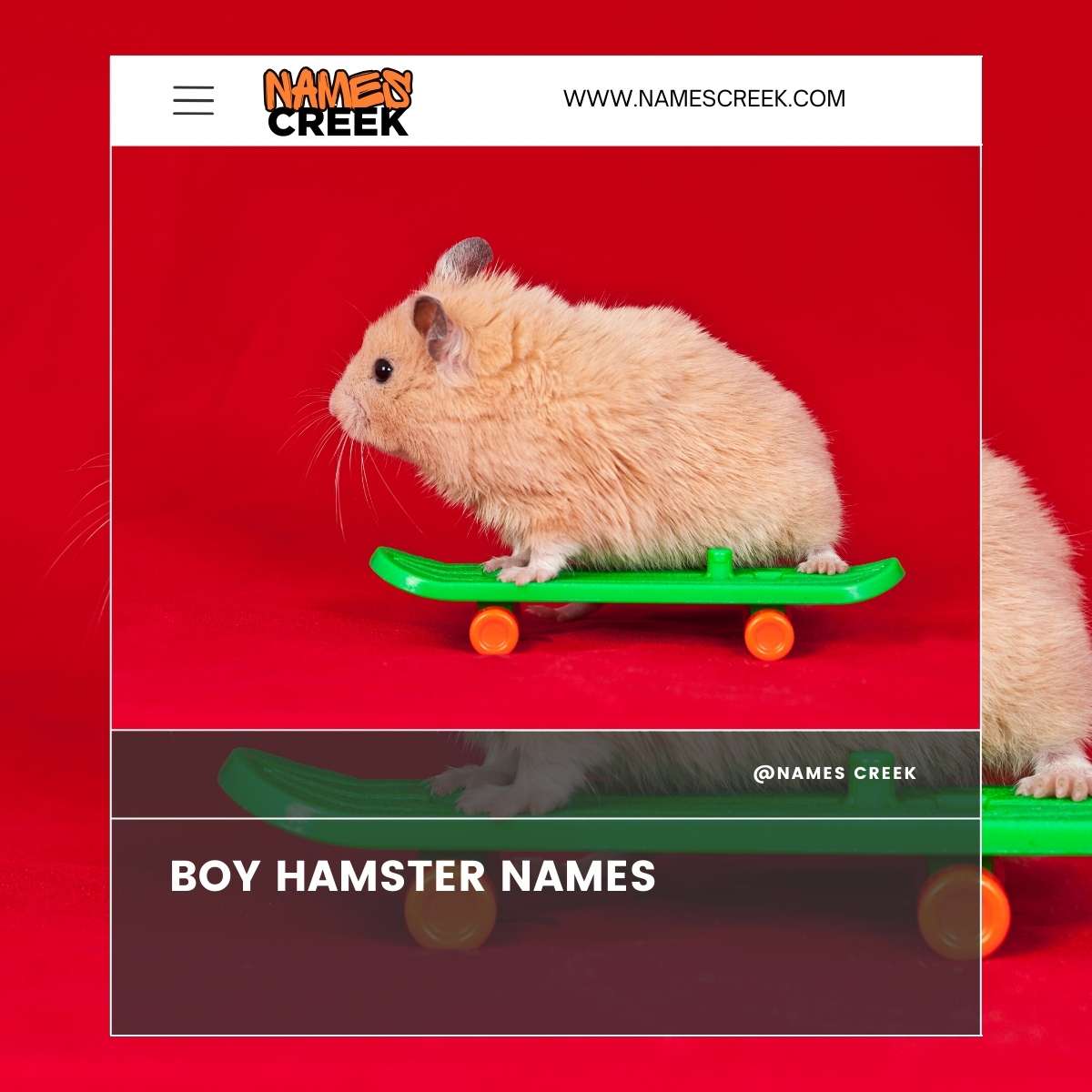 160+ Hamster Names: Cute, Funny And Unique Ideas