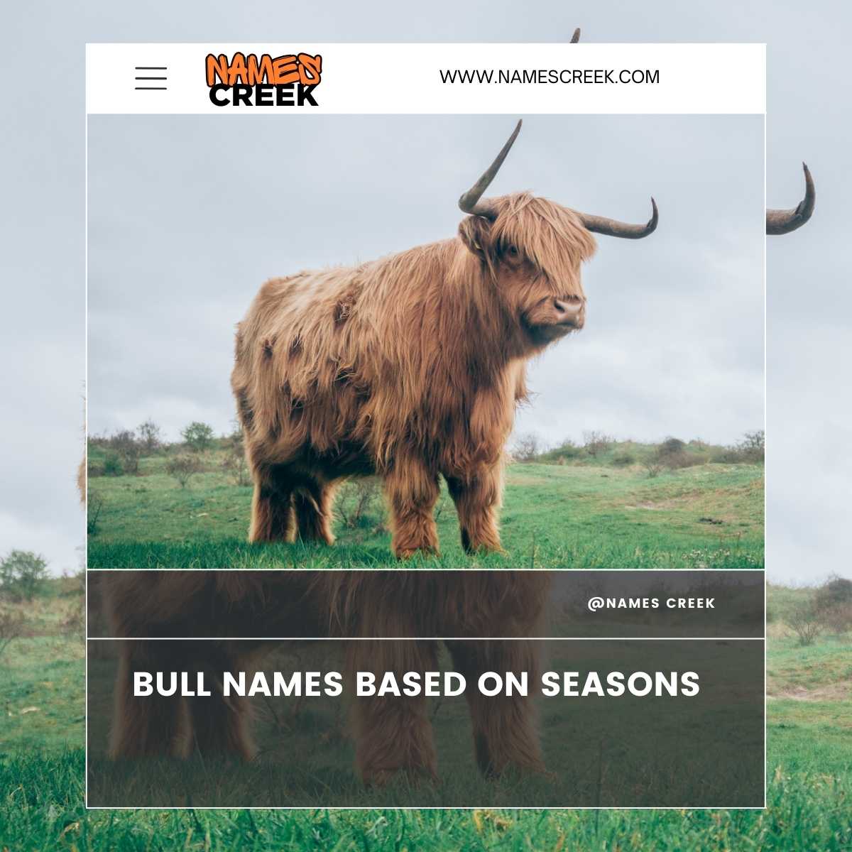 680 Unique Bull Names To Inspire Your Strong And Mighty Companion + Ai ...