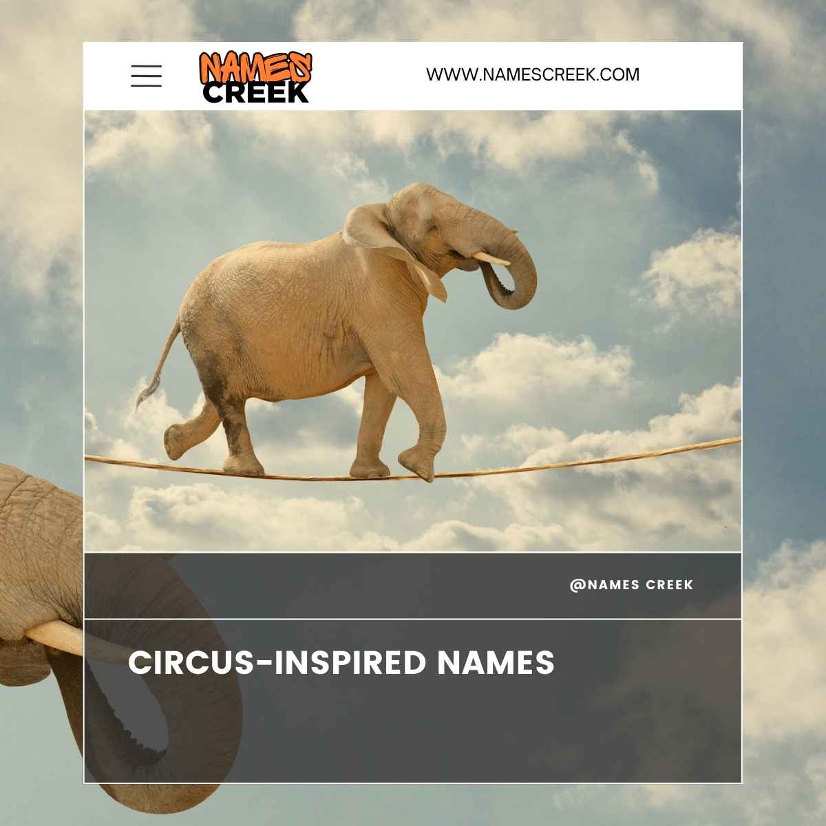 160 Funny Elephant Names : Get Ready To Laugh Out Loud! (With Generator)