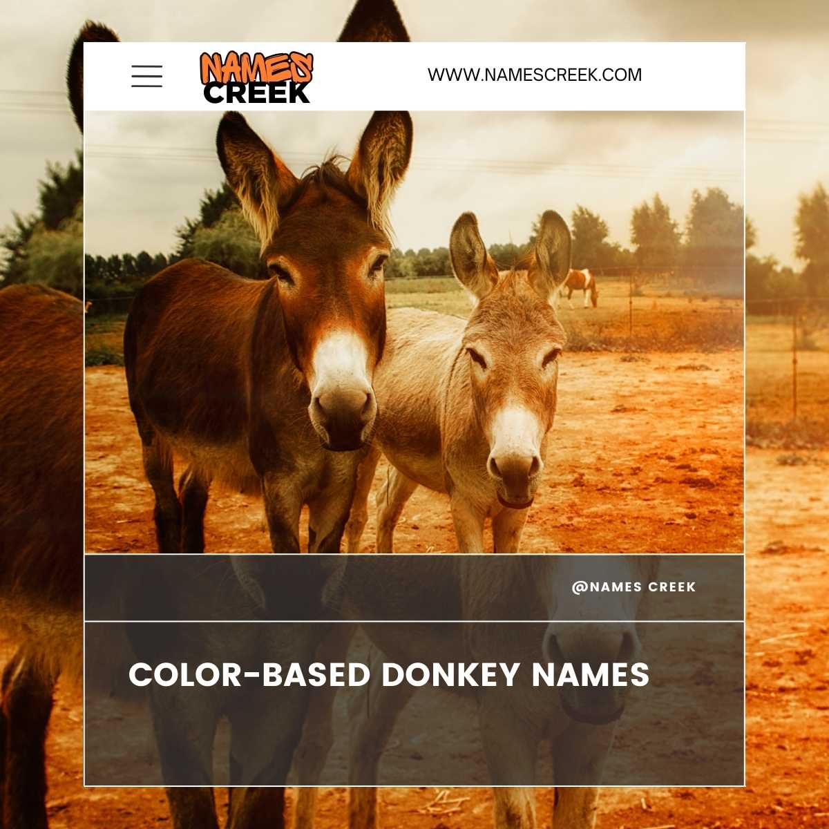 460 Best Donkey Names For Your Furry Friend + Ai Generator