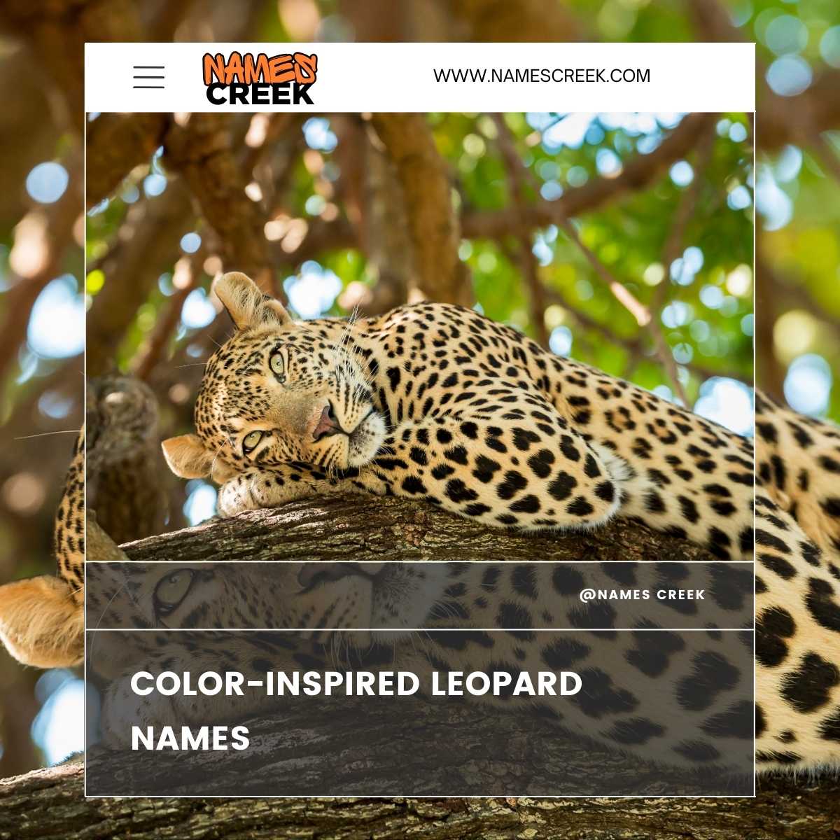165+ Cool And Unique Leopard Names For Your Wild Cat
