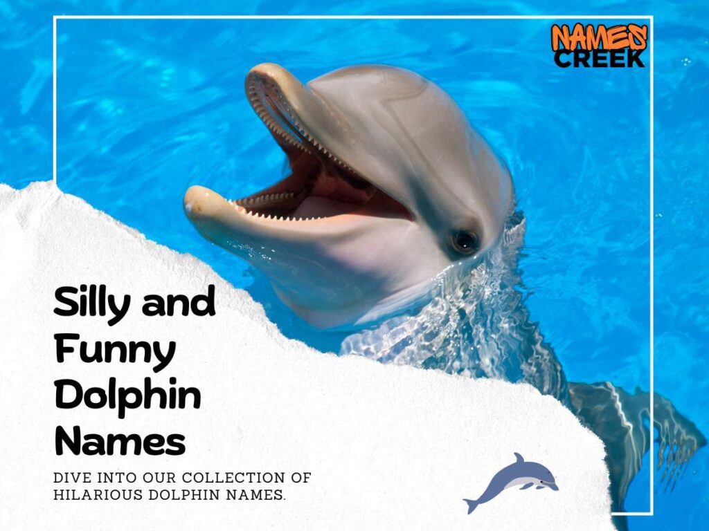 240 Cool Dolphin Names: Find The Perfect Name For Your Dolphin