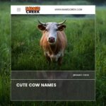700 Cow Names: A Comprehensive List