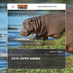 Top 400 Creative And Unique Hippo Names + Generator