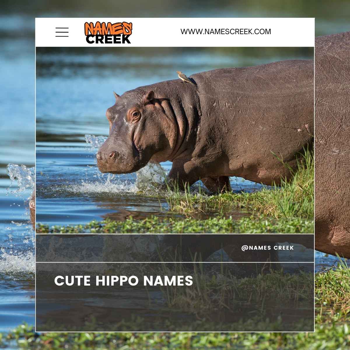 Top 400 Creative And Unique Hippo Names + Generator