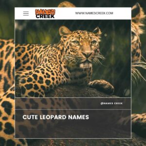 165+ Cool And Unique Leopard Names For Your Wild Cat
