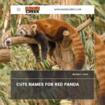 440 Adorable And Creative Red Panda Names For Your Cute Companion + Ai ...