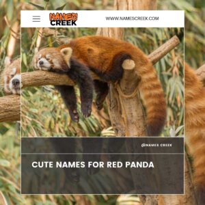 440 Adorable And Creative Red Panda Names For Your Cute Companion + Ai ...