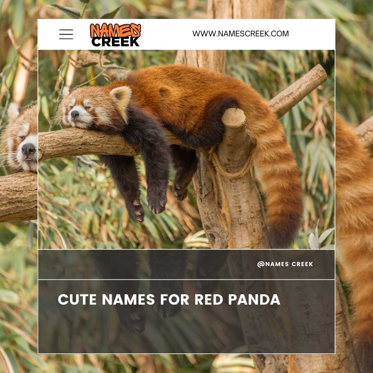 440 Adorable And Creative Red Panda Names For Your Cute Companion + Ai ...