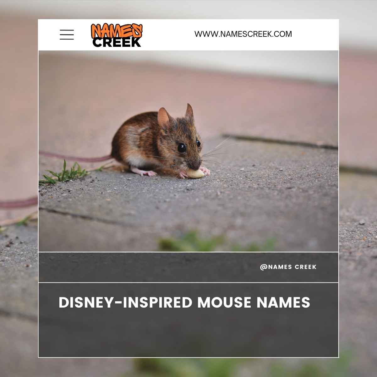 600 Funky And Fabulous Mouse Names