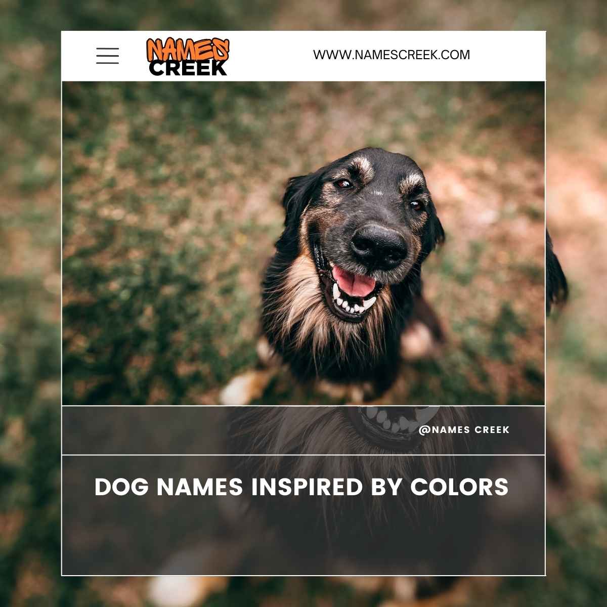 300 Awesome Dog Names: Discover The Perfect Name For Your Canine Companion
