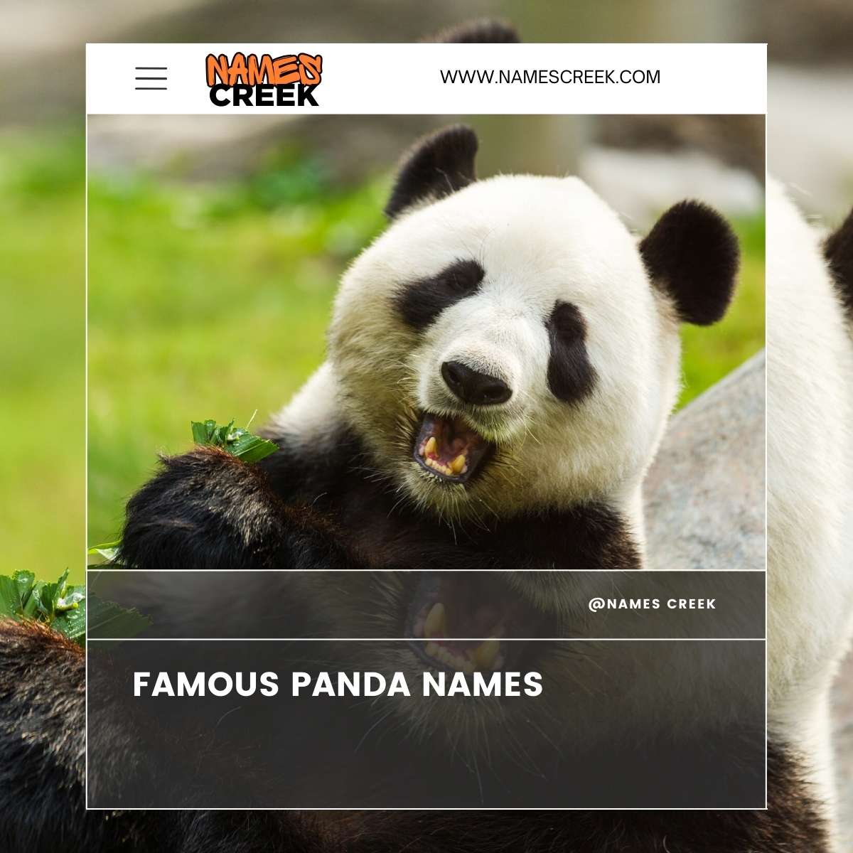 400+ Unique Panda Names To Choose For Your Adorable Furry Friend +Generator