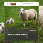 690+ Unique And Adorable Sheep Names For Your Flock