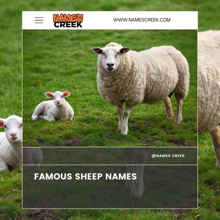 690+ Unique And Adorable Sheep Names For Your Flock