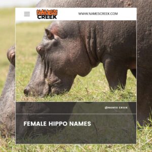 Top 400 Creative And Unique Hippo Names + Generator