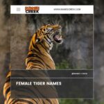 500 Best Tiger Names For Your Fierce And Fabulous Feline With Ai Generator