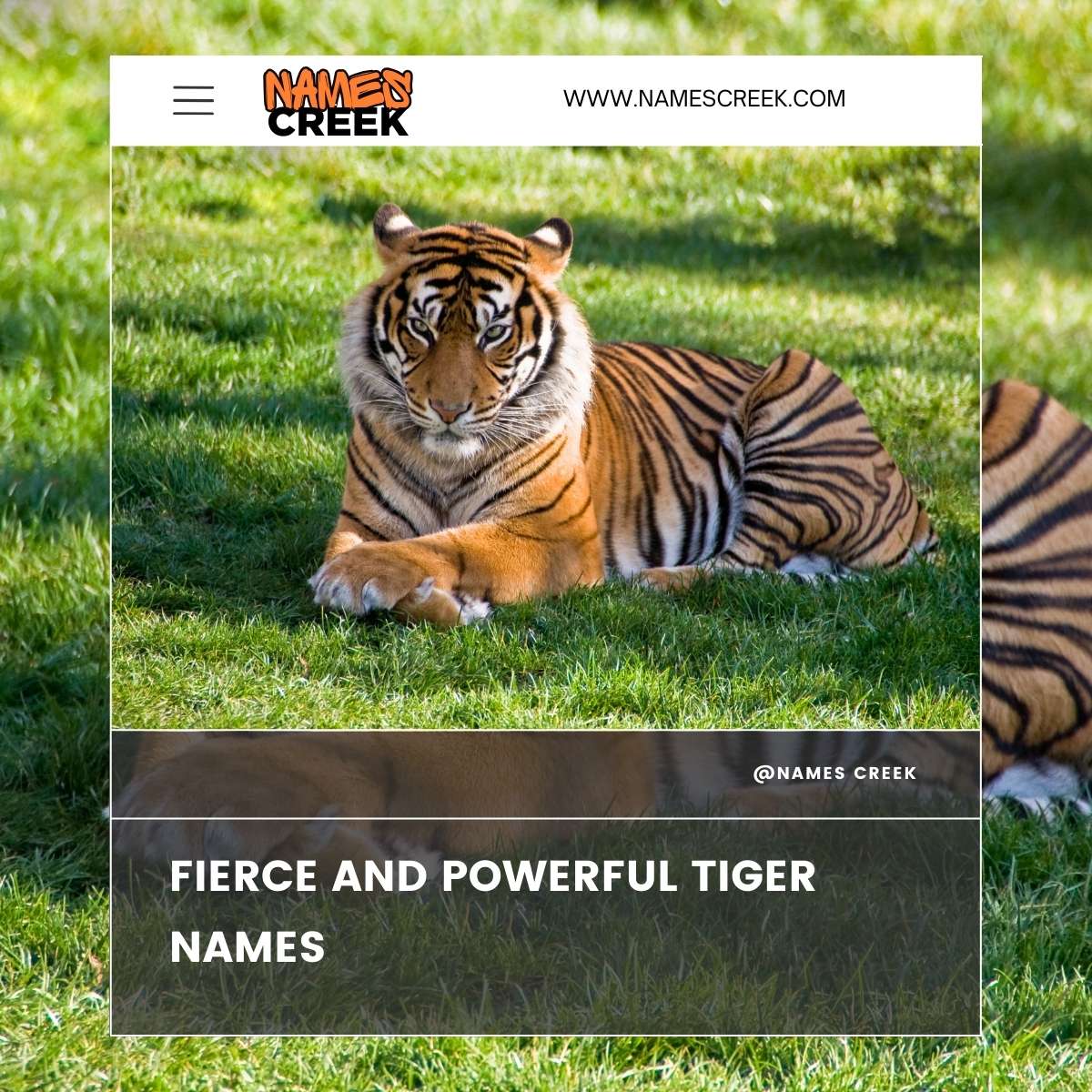 500 Best Tiger Names For Your Fierce And Fabulous Feline With Ai Generator