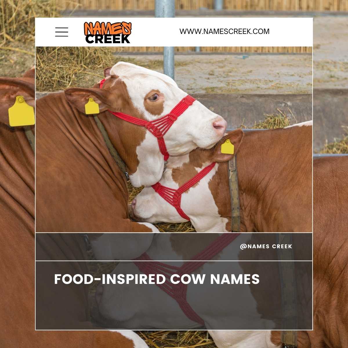 700 Cow Names: A Comprehensive List