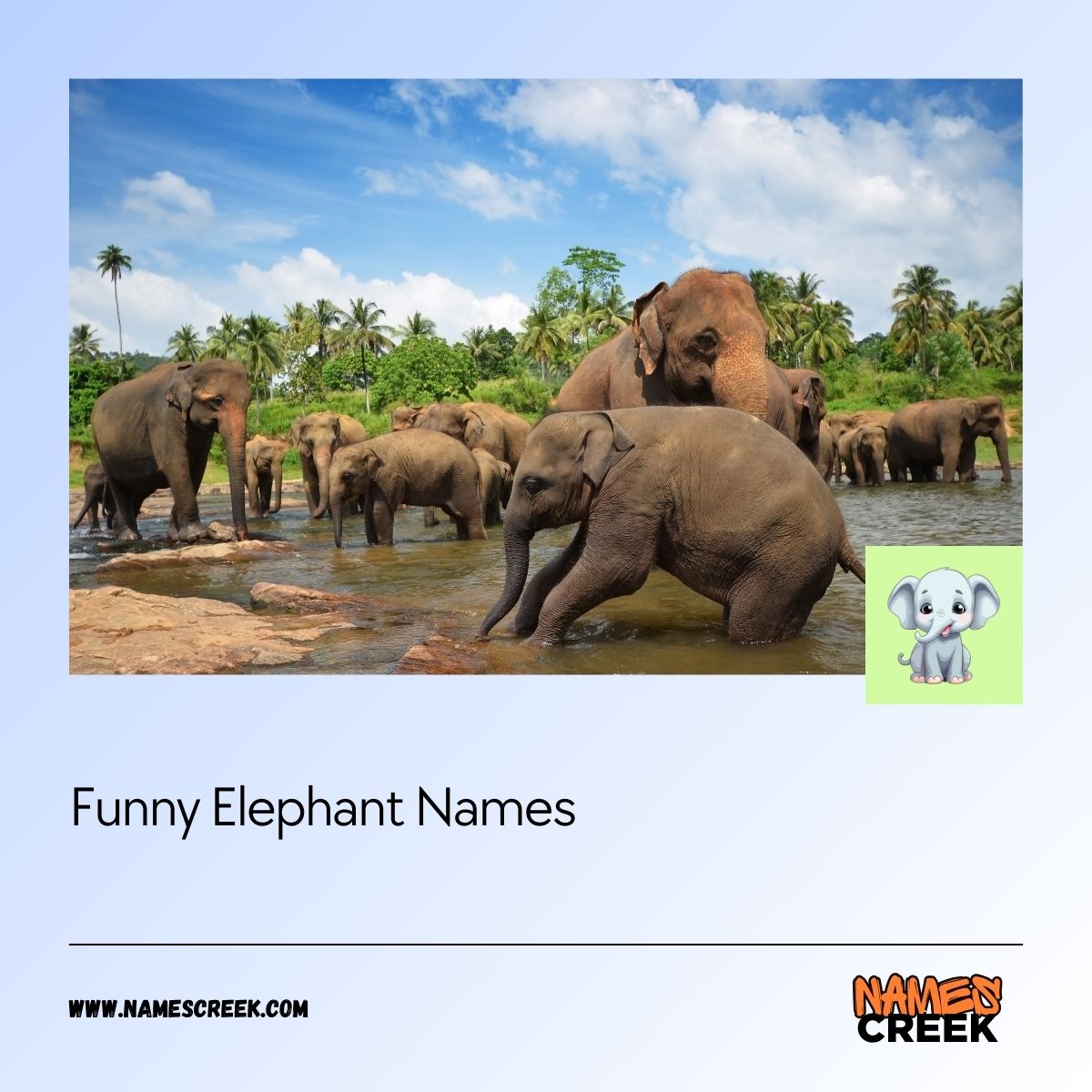 160 Funny Elephant Names : Get Ready To Laugh Out Loud! (With Generator)