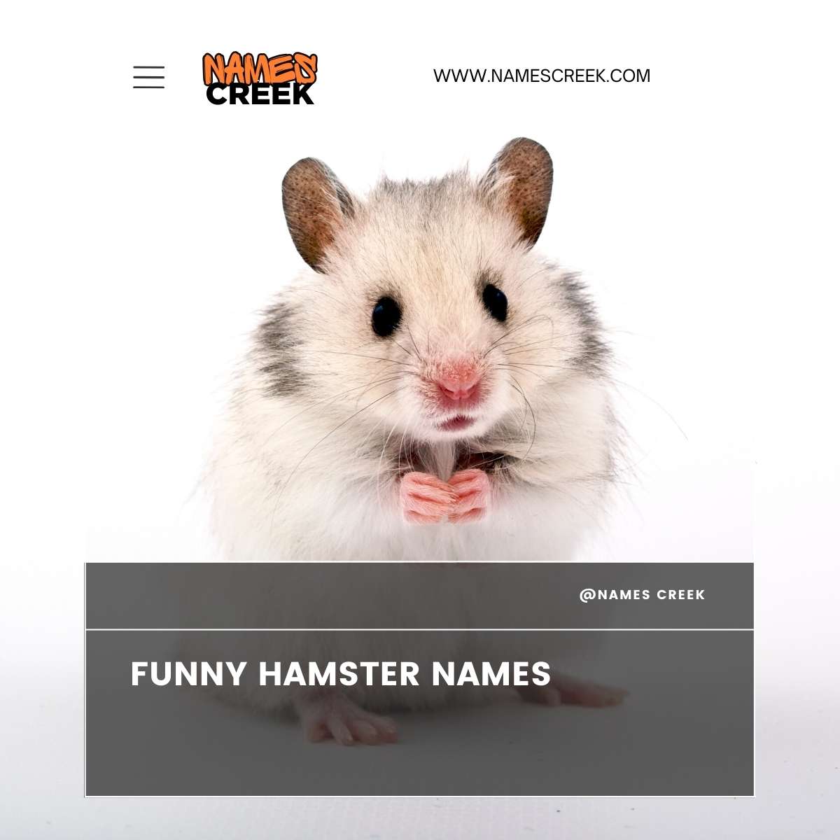 160+ Hamster Names: Cute, Funny And Unique Ideas