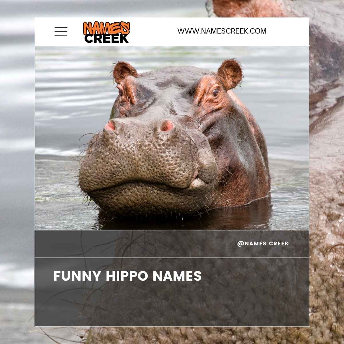 Top 400 Creative And Unique Hippo Names + Generator