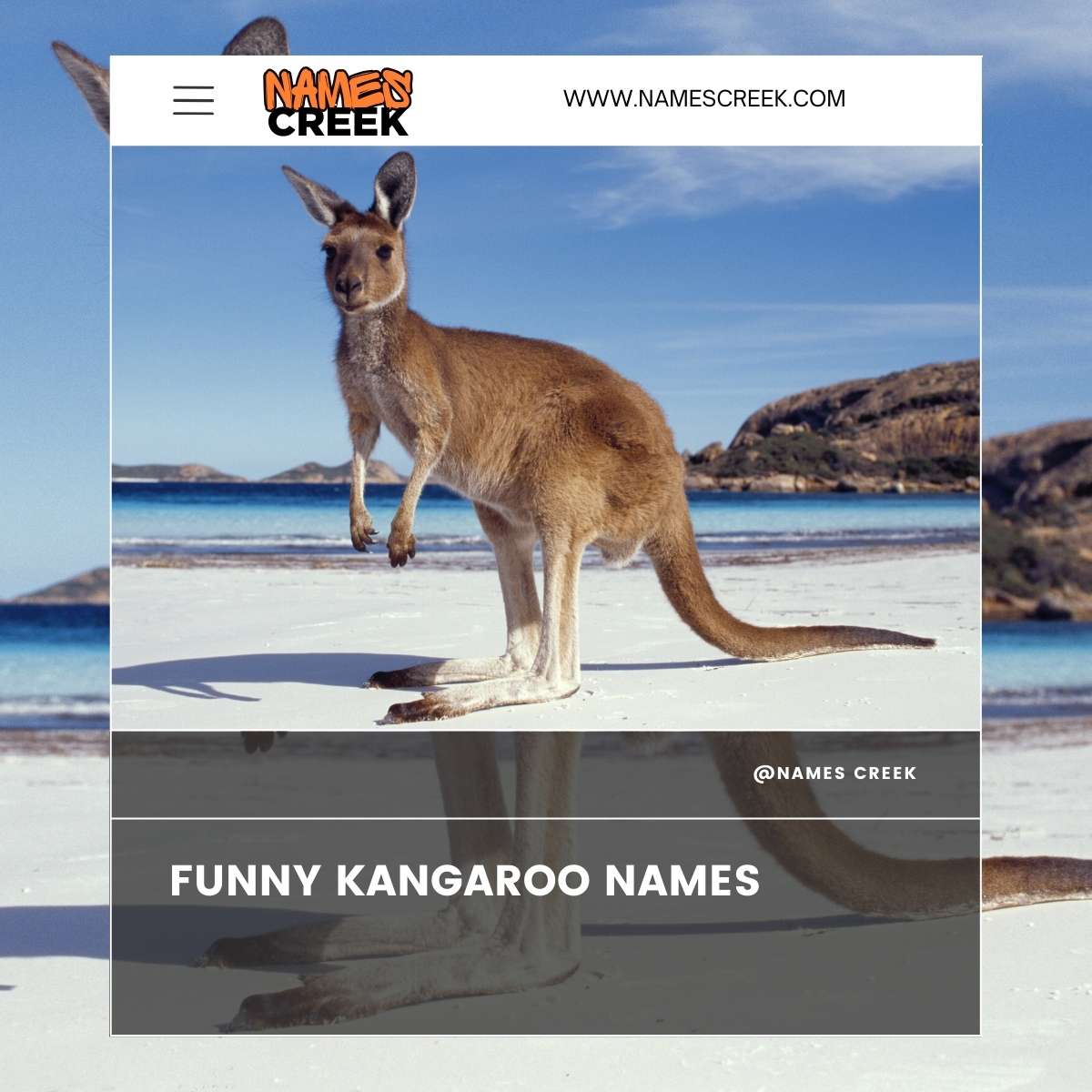 460 Unique And Funny Kangaroo Names + Ai Generator