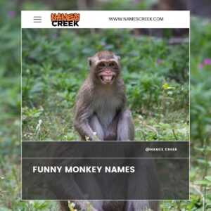670+ Monkey Names: Unique Ideas For Naming Your Pet Monkey
