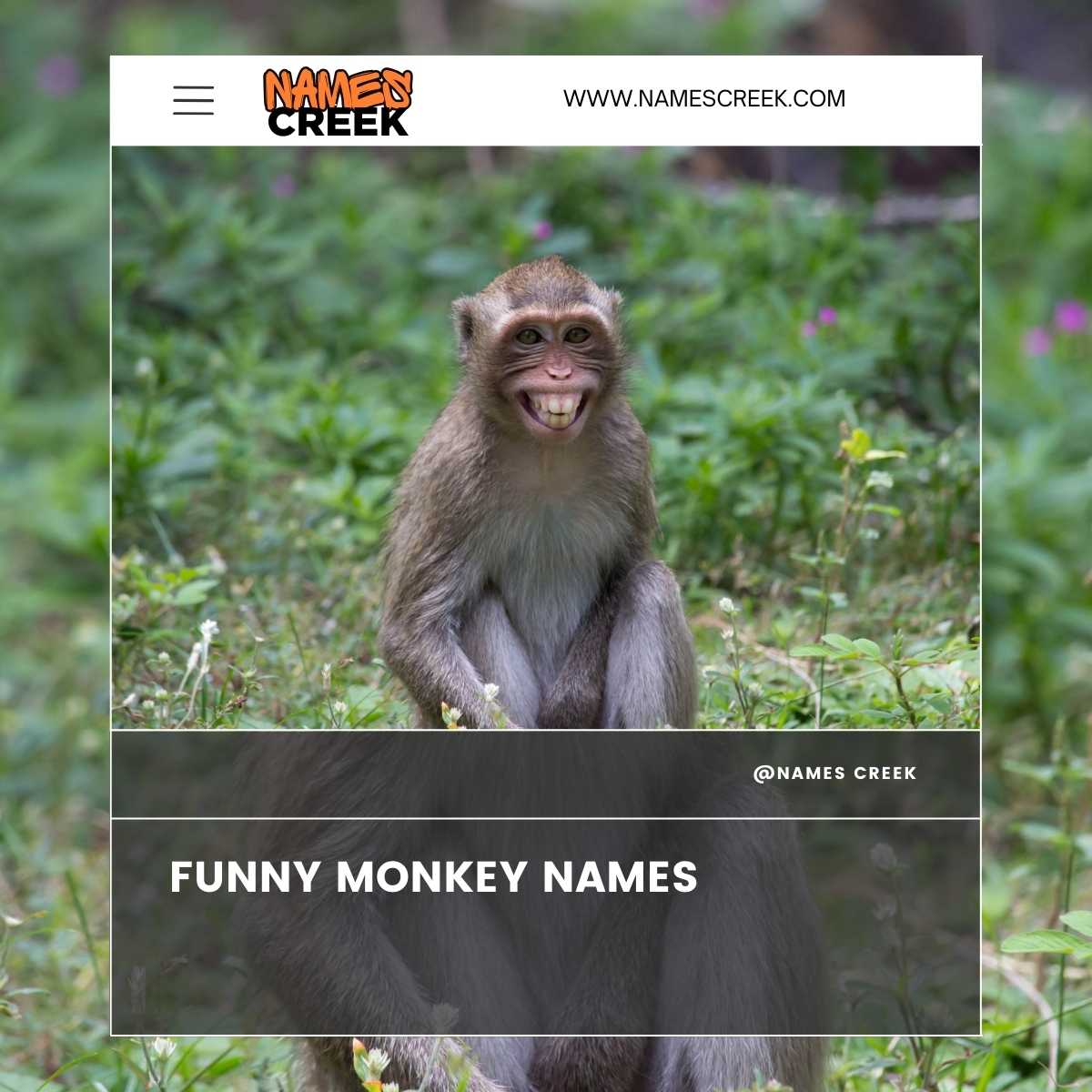 670+ Monkey Names: Unique Ideas For Naming Your Pet Monkey