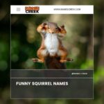 Top 445 Adorable Squirrel Names For Your Furry Friend