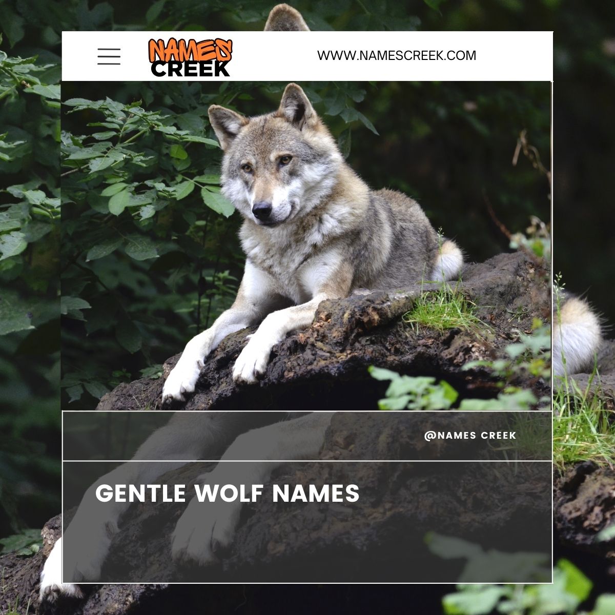 250 Wolf Names: Strong, Unique, And Unforgettable + AI Generator