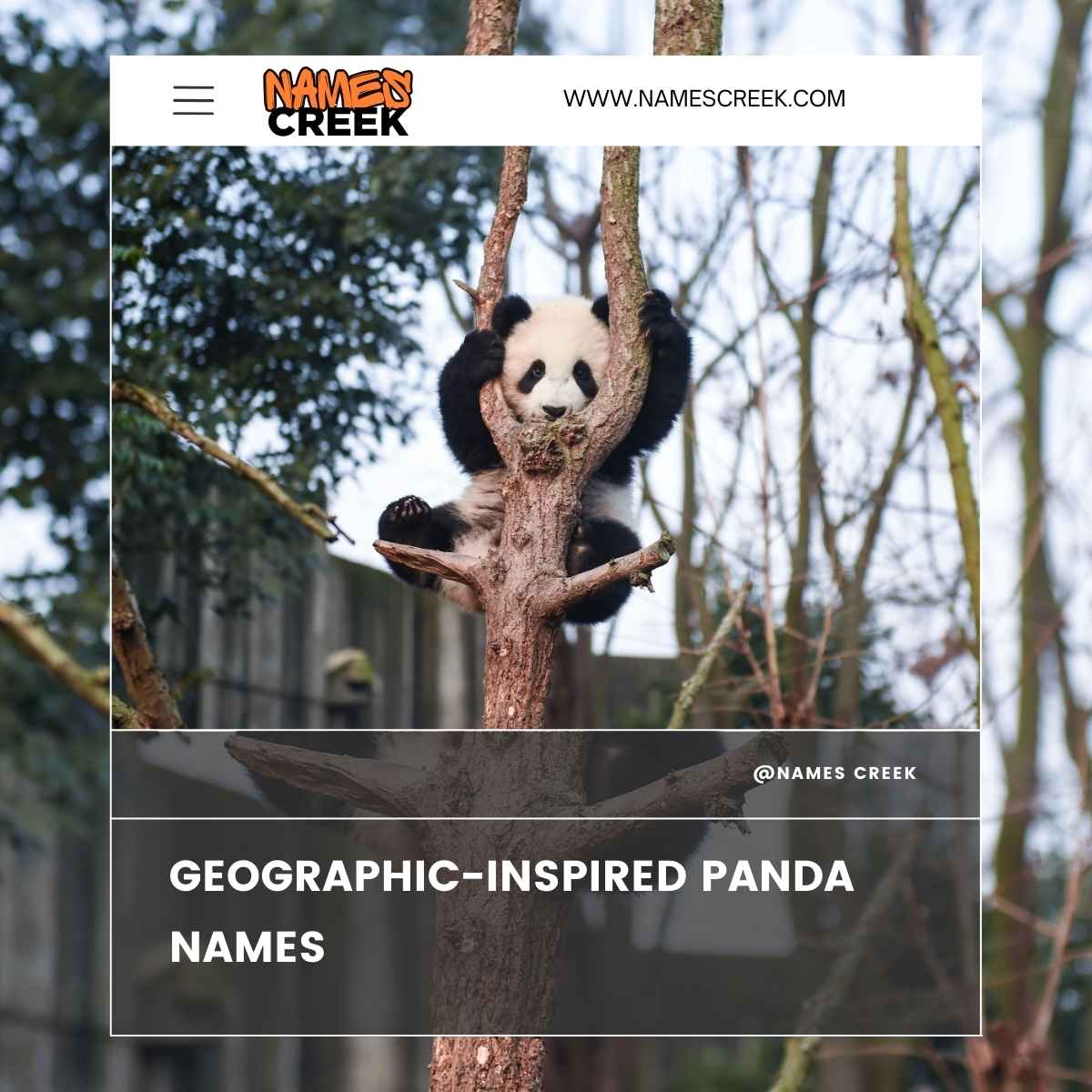 400+ Unique Panda Names To Choose For Your Adorable Furry Friend +Generator